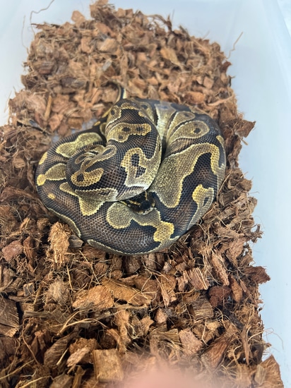 BH HRA Enchi Ball Python by Schumann & Sons Pythons