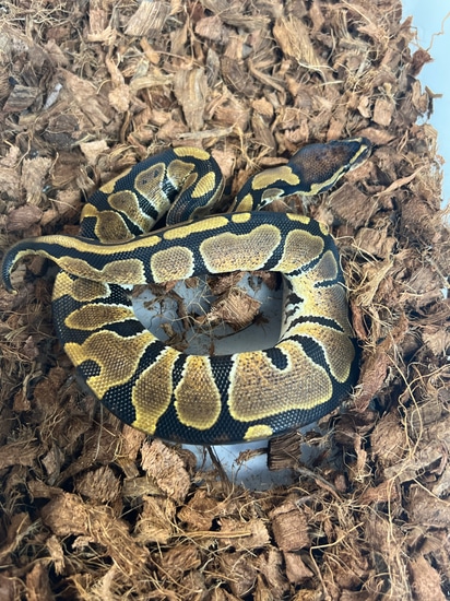 Het Puzzle 🧩 66% Het Ultramel Ball Python by Schumann & Sons Pythons