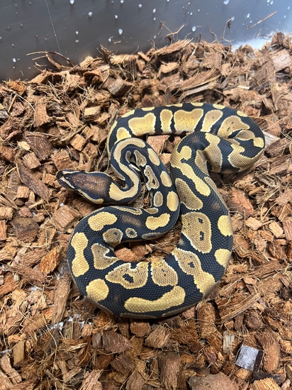 DH Clown & Paint - 🤡 🎨 Ball Python by Schumann & Sons Pythons