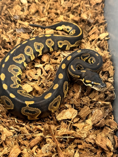 Blackhead Leopard Het VPI Axanthic Het Clown - Free Shipping! Ball Python by Schumann & Sons Pythons