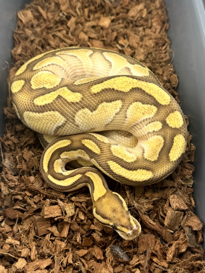 Lesser Orange Dream Het Clown 66% Het Desert Ghost (Poss Specter ...