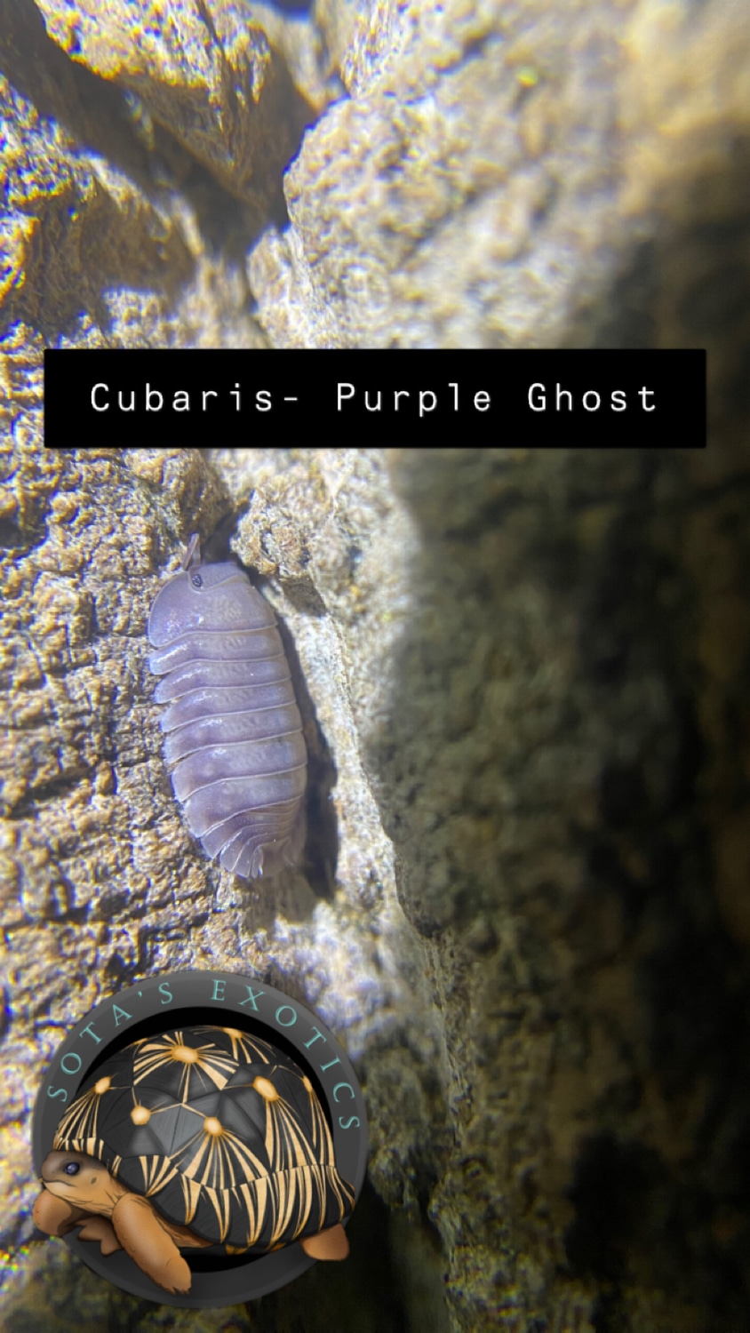 10ct. Purple Ghost Isopod by Sota’s Exotics - MorphMarket