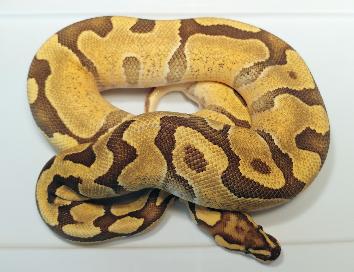 Enchi Fire 100% Het Clown Adult Ball Python by Pacific Northwest ...