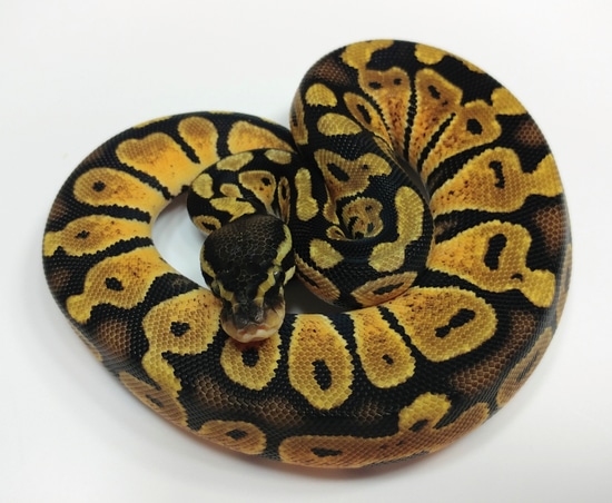 Pastel 50% Het Pied Ball Python by Pacific Northwest Pythons