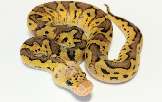 Pastel Granite Clown Ball Python by Pacific Northwest Pythons