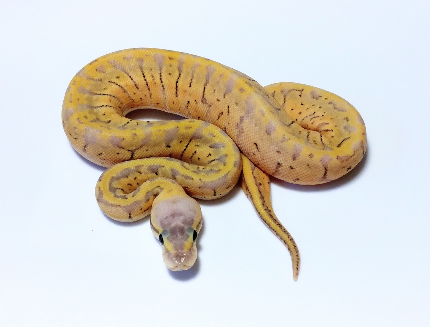 Killerblast Prob Yellowbelly F01 Ball Python by Pacific Northwest ...