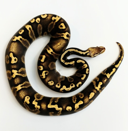 Pastel Super GHI Poss Fire Ball Python by Pacific Northwest Pythons