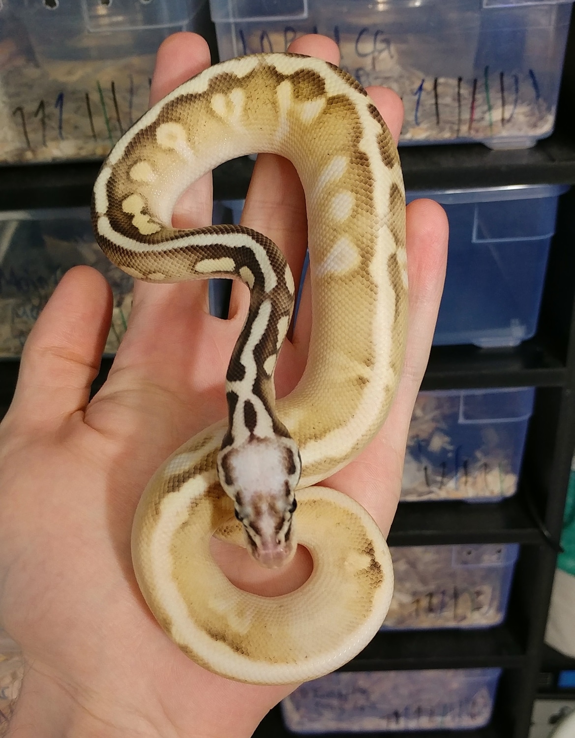 Killer Sugar Spotnose Mojave Ball Python by Pacific Northwest Pythons ...