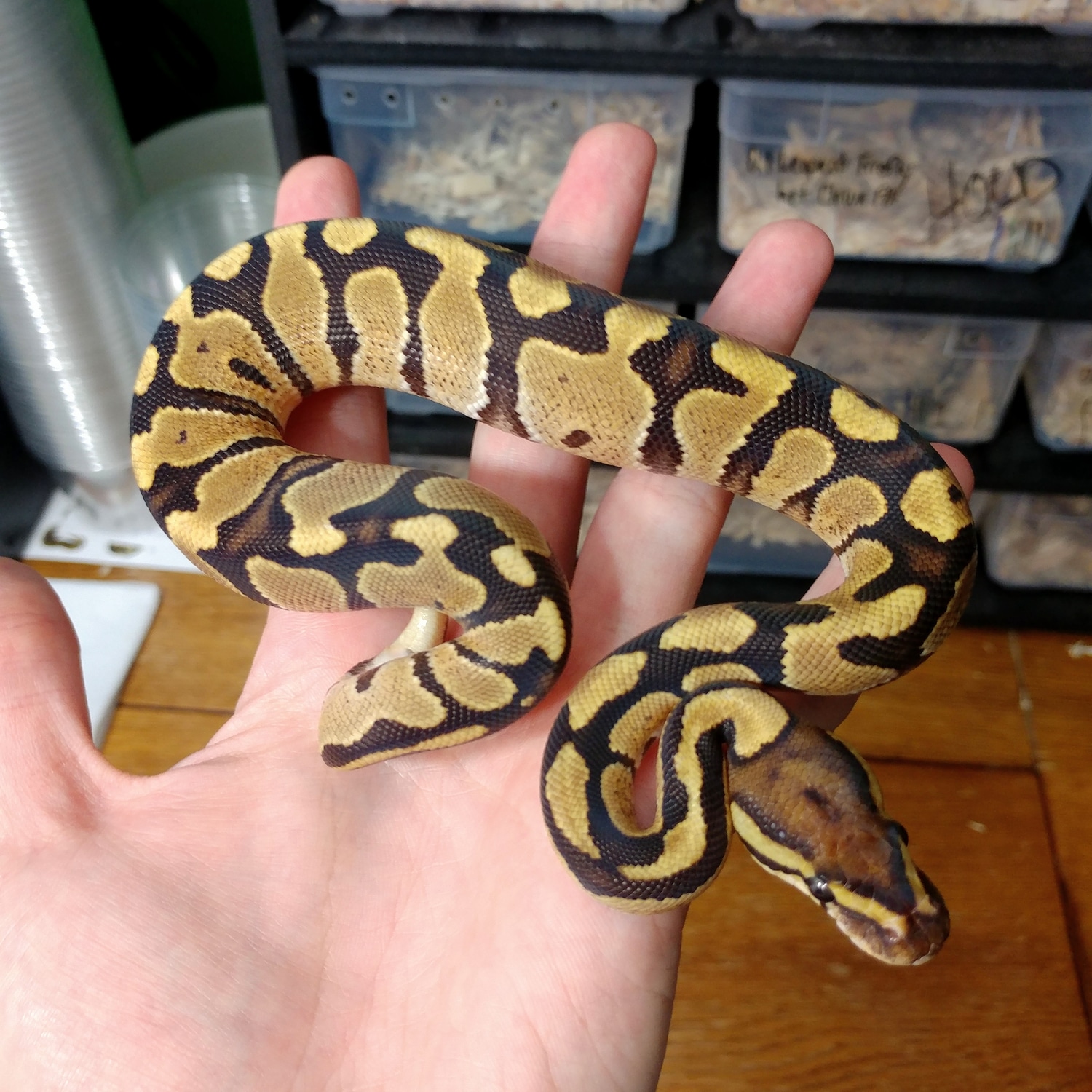 Fire Blade Het Clown Ball Python by Pacific Northwest Pythons - MorphMarket