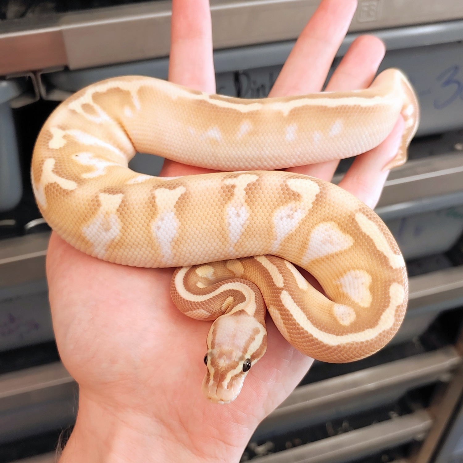 Pastel Sugar Lesser Coral Glow Poss Spotnose Ball Python by Pacific ...