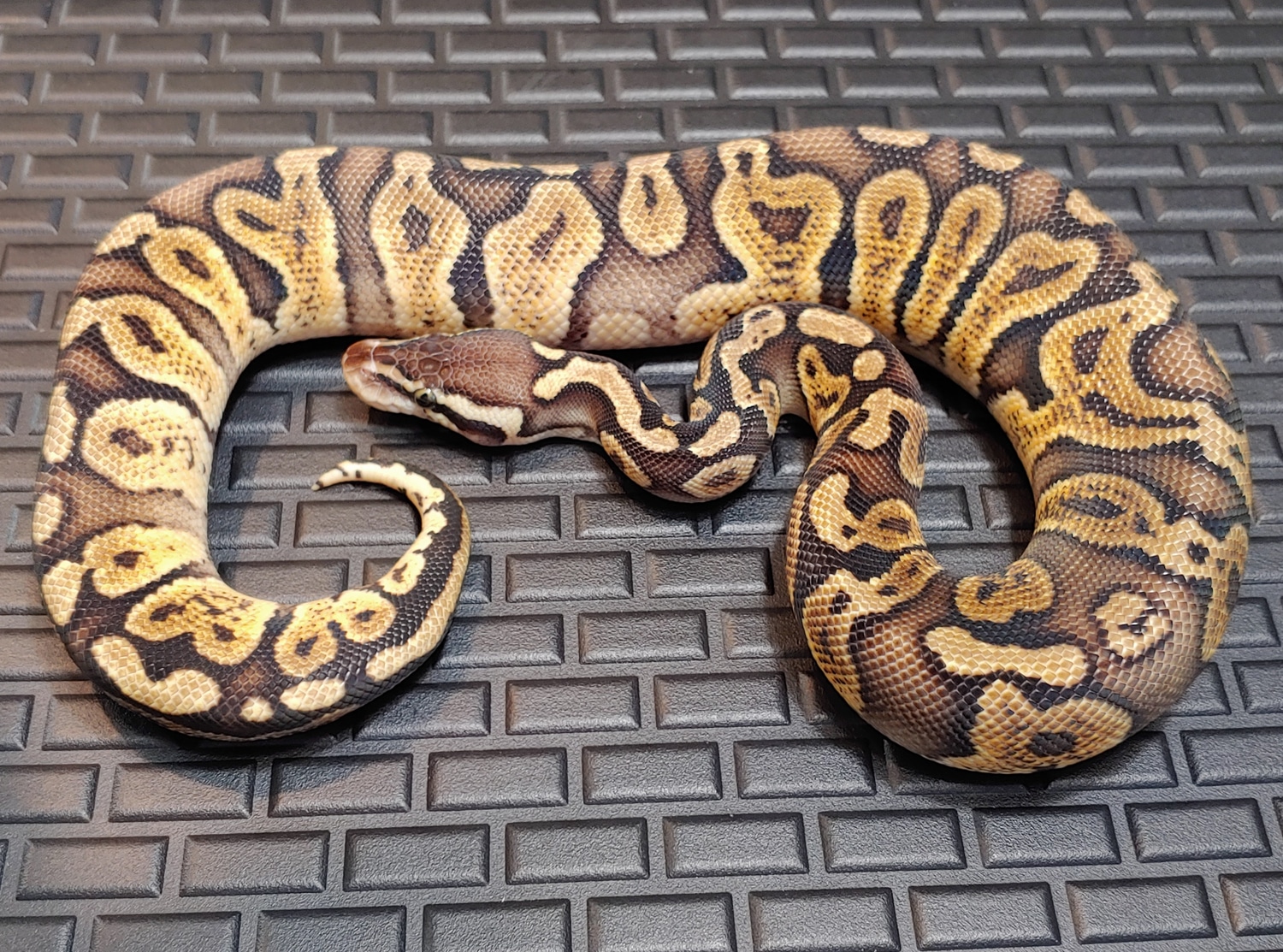 Pastel GHI M04 Ball Python by Pacific Northwest Pythons - MorphMarket