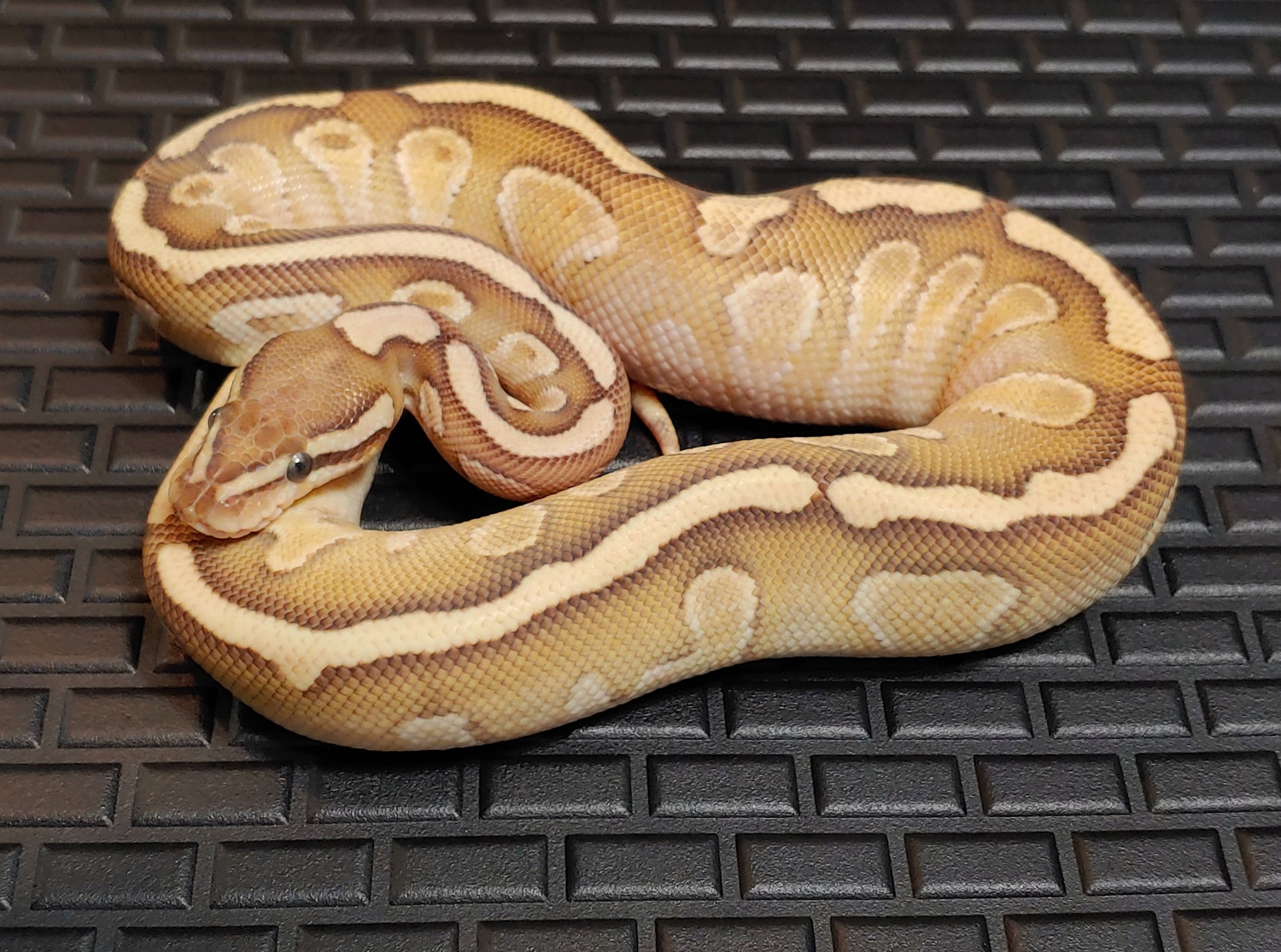 Lesser Fire Het Clown Ball Python by Pacific Northwest Pythons ...