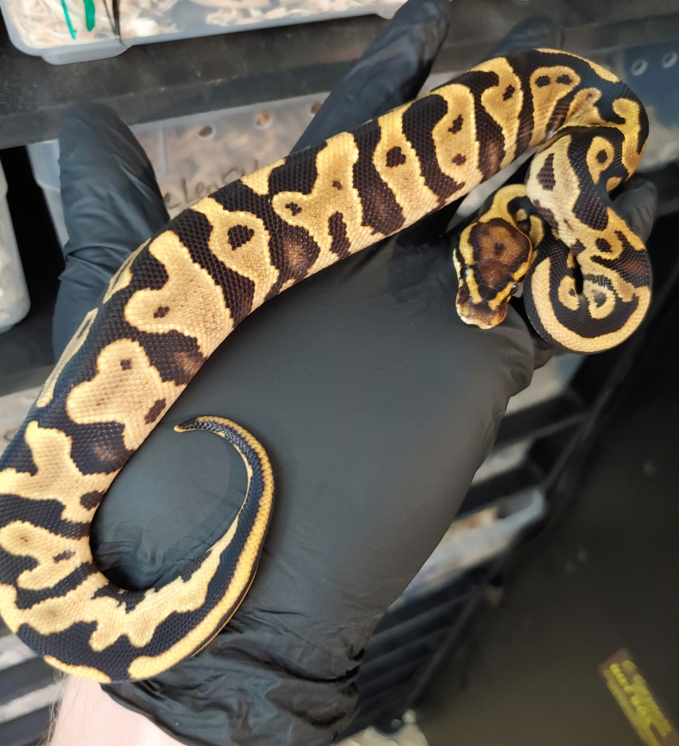 Leopard Fire Het Clown 02 Ball Python by Pacific Northwest Pythons ...