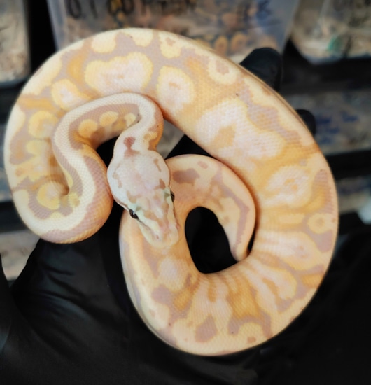Pastel Sugar Spotnose Coral Glow Ball Python by Pacific Northwest Pythons
