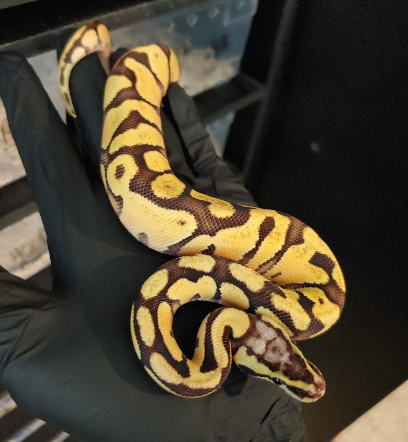Enchi Firefly Het Clown Ball Python by Pacific Northwest Pythons ...