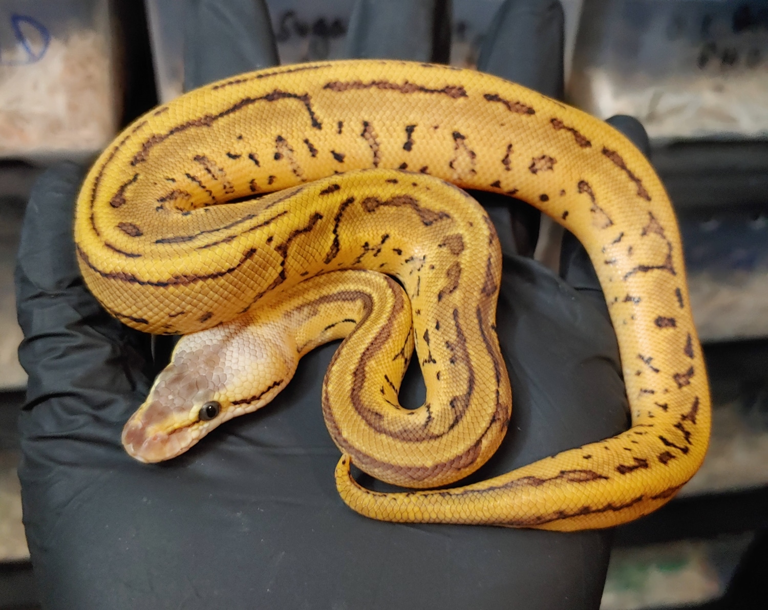 Leopard Lemonblast Het Clown Ball Python by Pacific Northwest Pythons ...