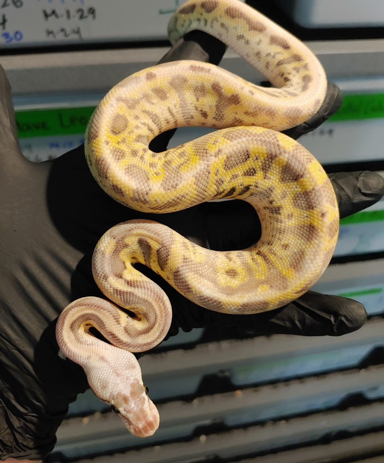 Superfly Leopard Het Clown Ball Python by Pacific Northwest Pythons ...