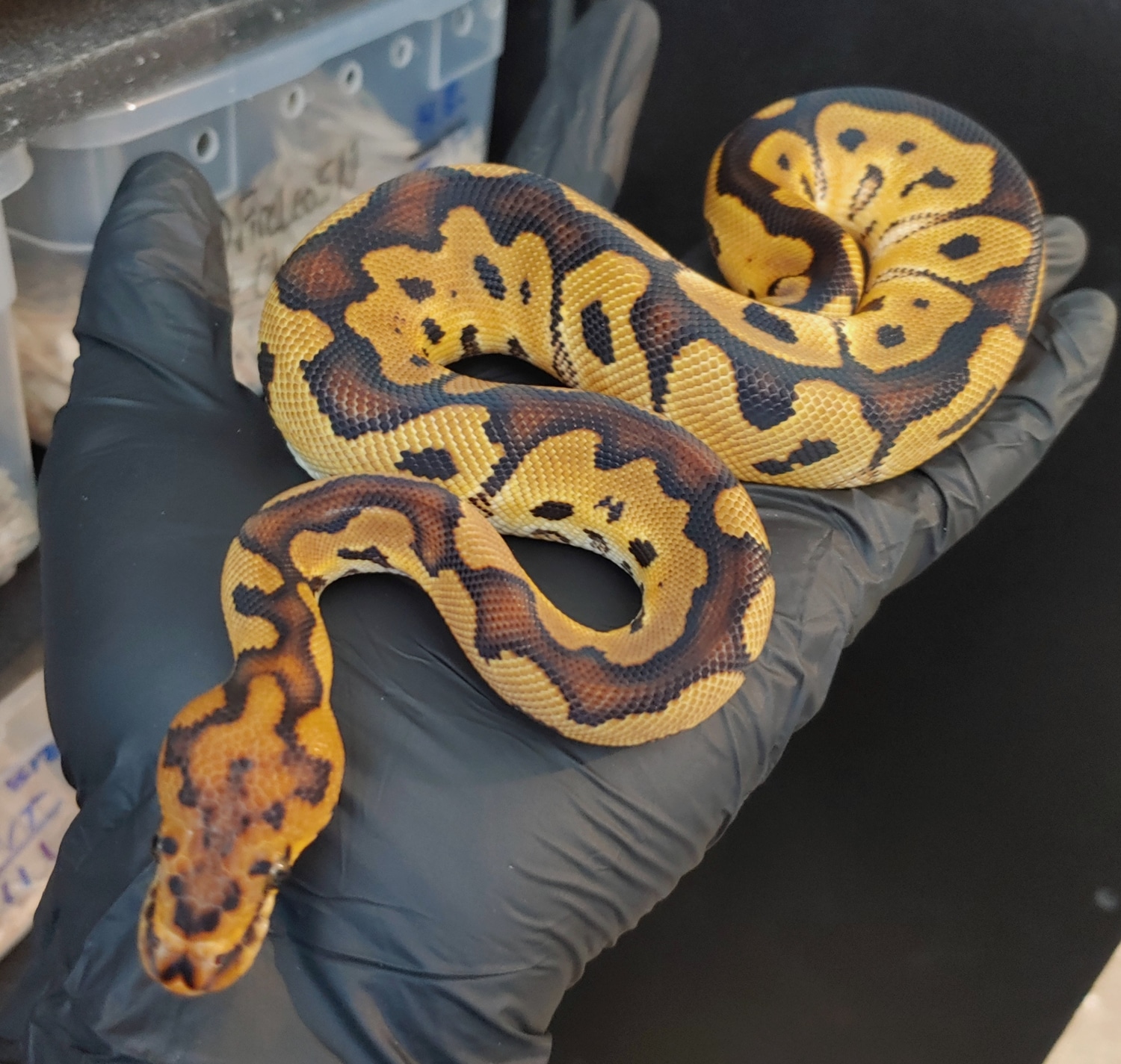 Fire Clown Ball Python by Pacific Northwest Pythons - MorphMarket