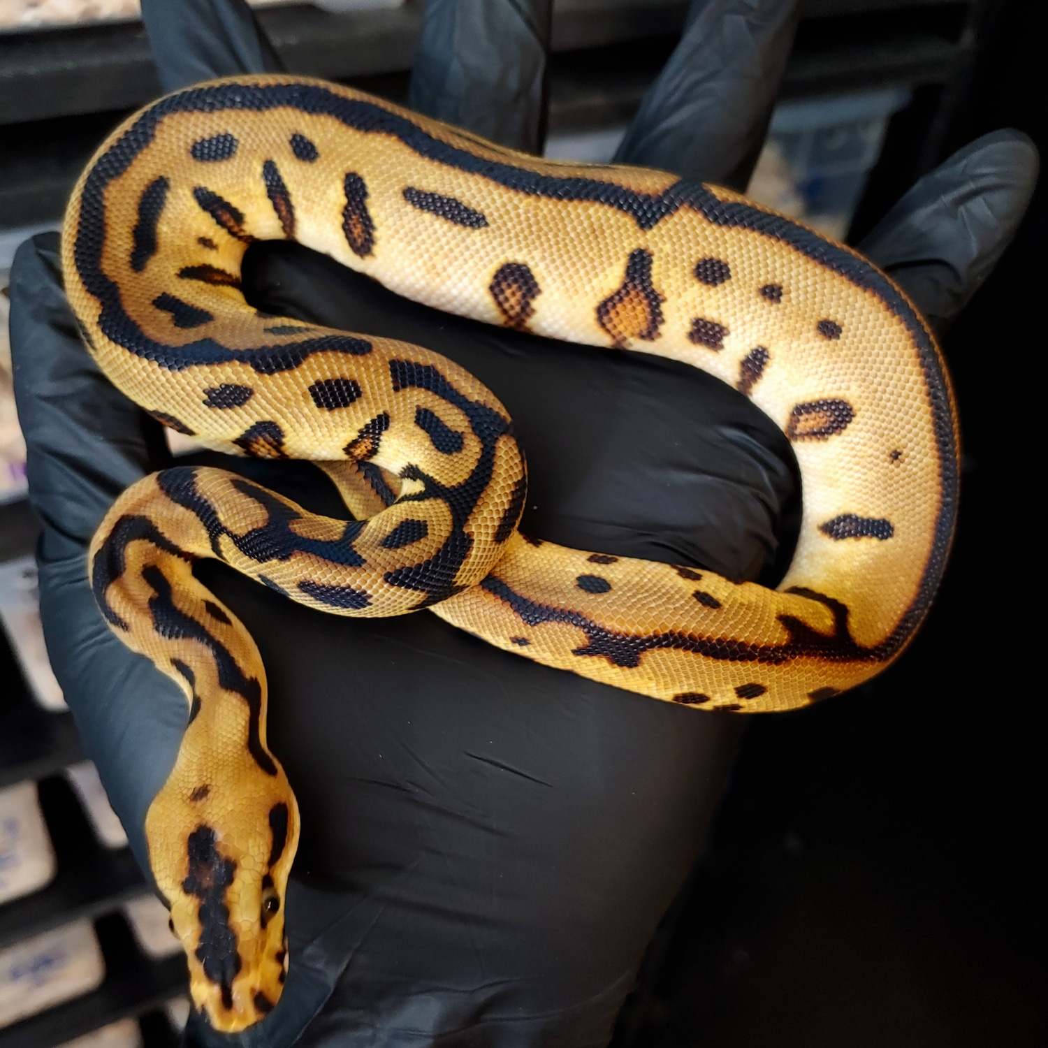 Enchi Batman Ball Python by Pacific Northwest Pythons - MorphMarket