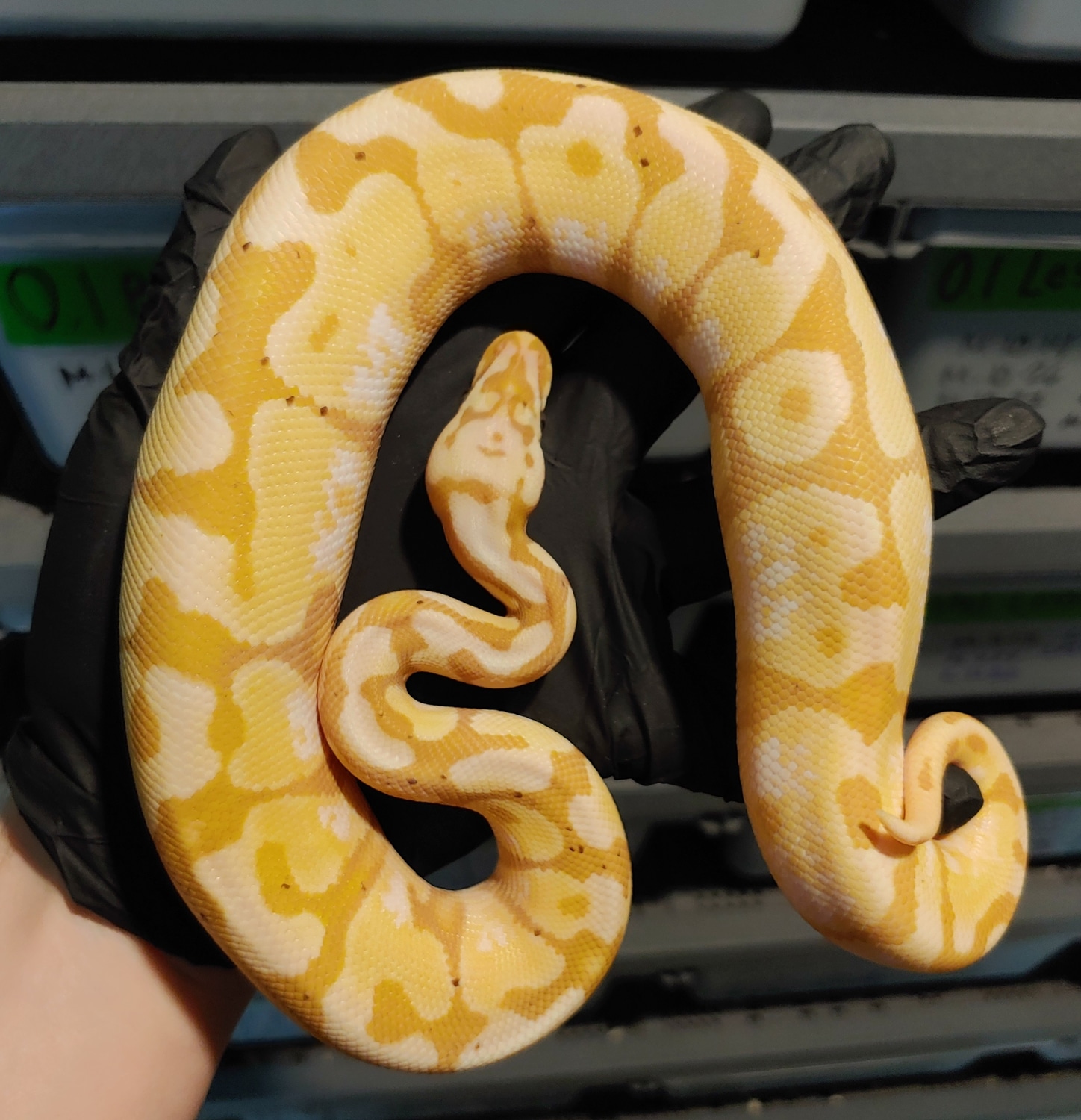 Spotnose Enchi Coral Glow Pastel Ball Python by Pacific Northwest ...