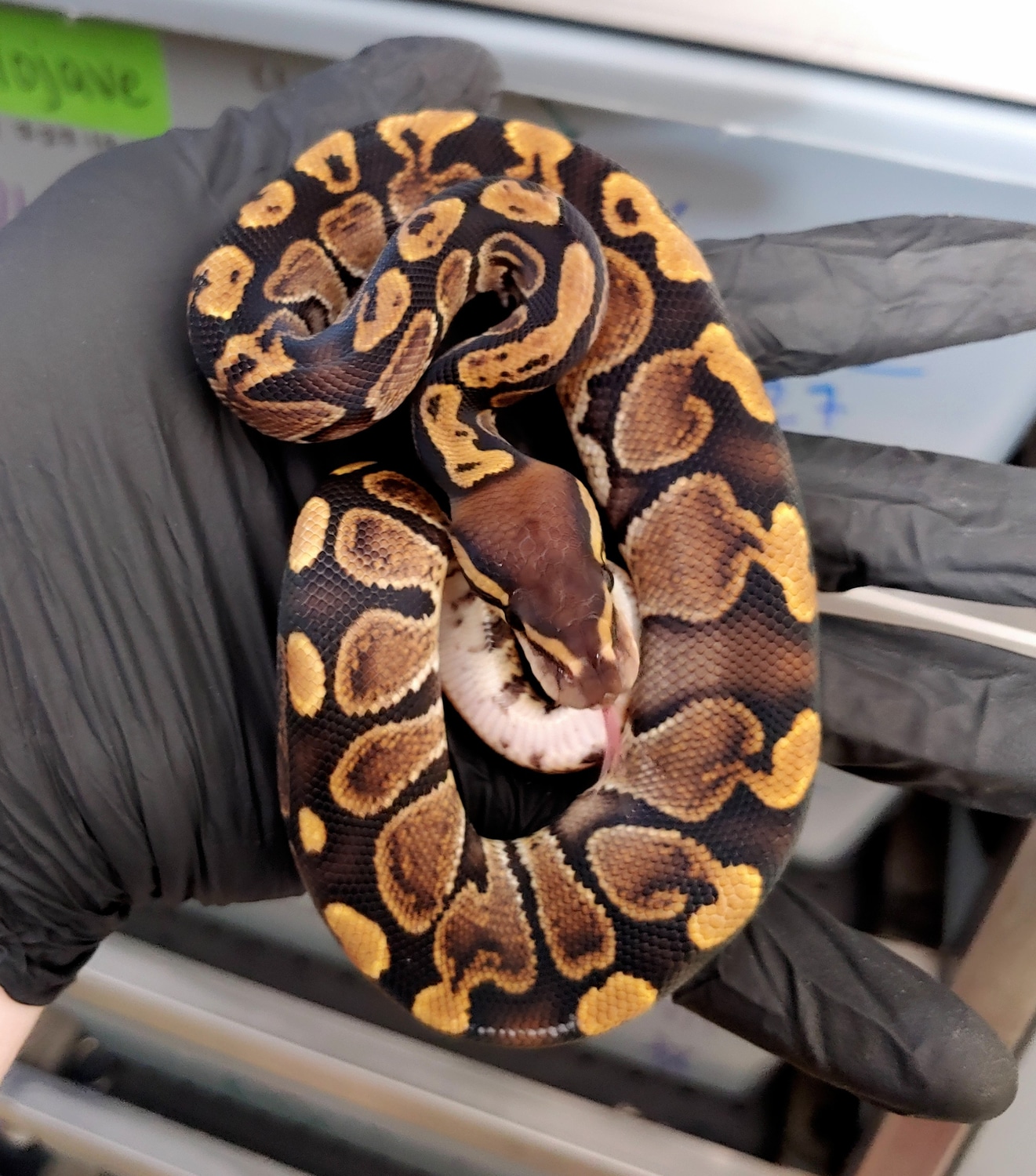 GHI Ball Python by Pacific Northwest Pythons - MorphMarket