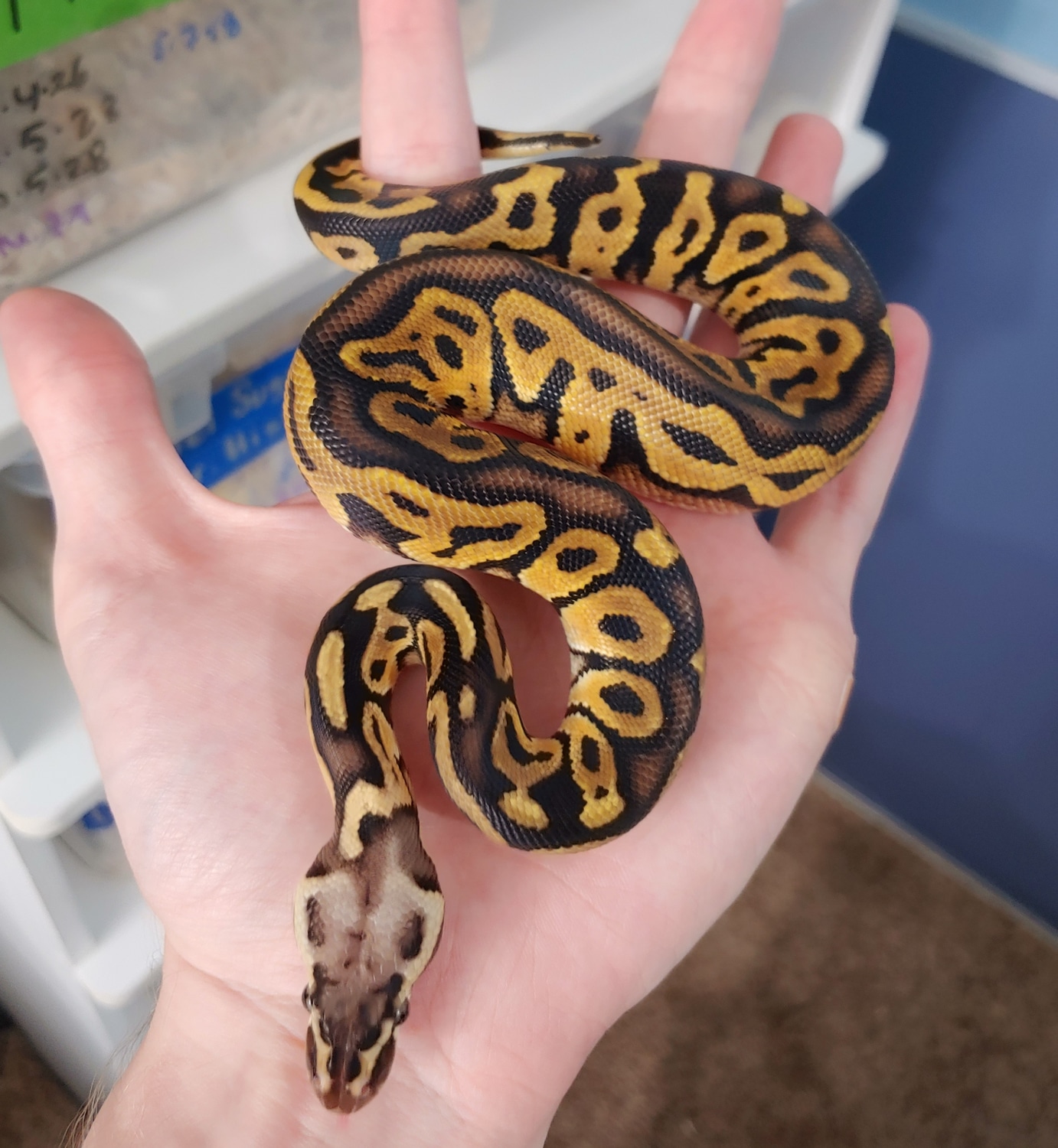 Pastel Leopard Het Clown 03 Ball Python by Pacific Northwest Pythons ...