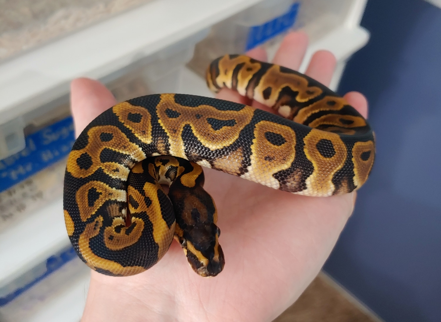 Leopard Het Clown Ball Python by Pacific Northwest Pythons - MorphMarket