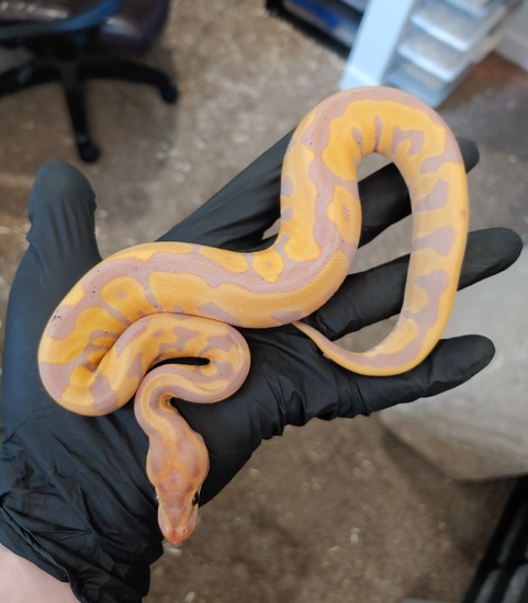 Leopard Coral Glow Blade 100% Het Clown Ball Python by Pacific ...