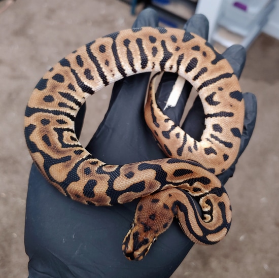 Leopard Spotnose Granite Het Clown Ball Python by Pacific Northwest Pythons