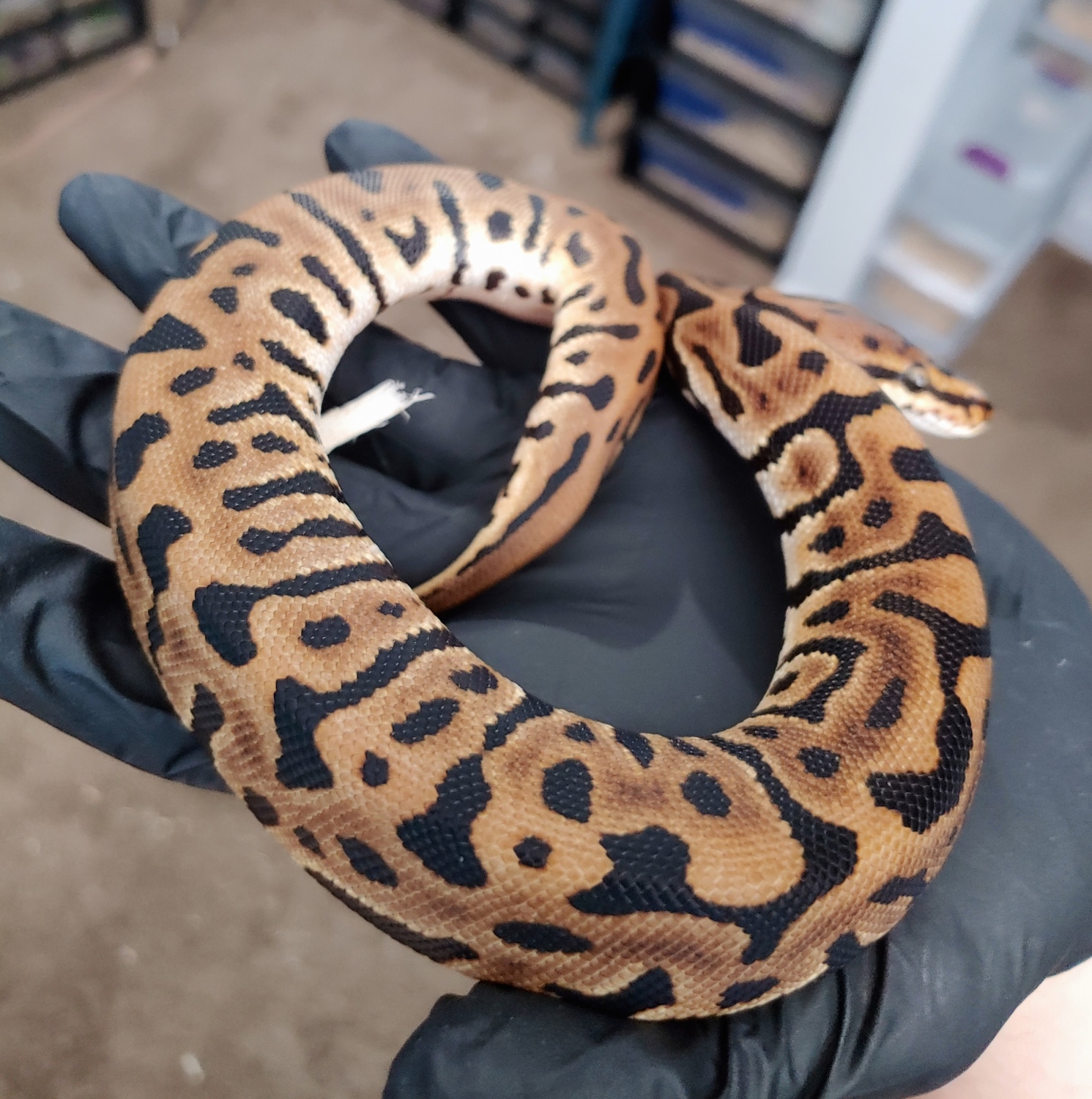 Leopard Spotnose Granite Het Clown Ball Python by Pacific Northwest Pythons - MorphMarket