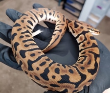 Leopard Spotnose Granite Het Clown Ball Python by Pacific Northwest ...
