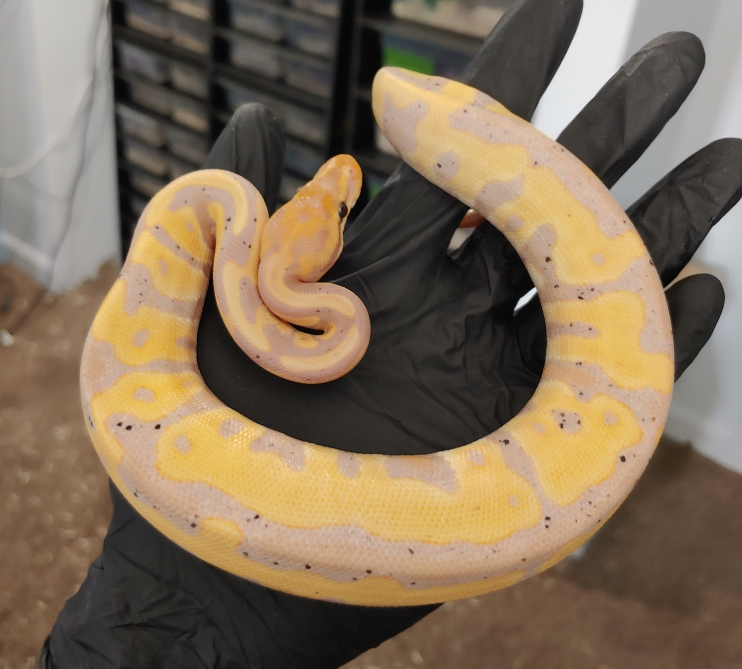 Leopard Coral Glow Blade 100% Het Clown Ball Python by Pacific ...