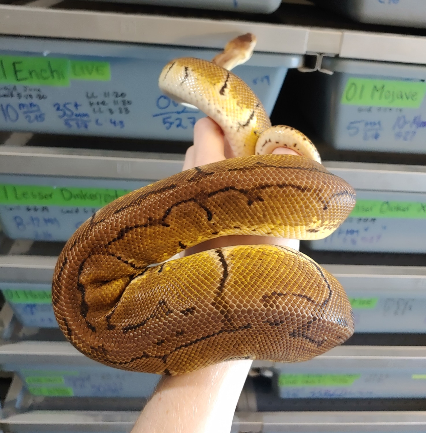 Lemonblast 50% Het Clown Ball Python by Pacific Northwest Pythons ...