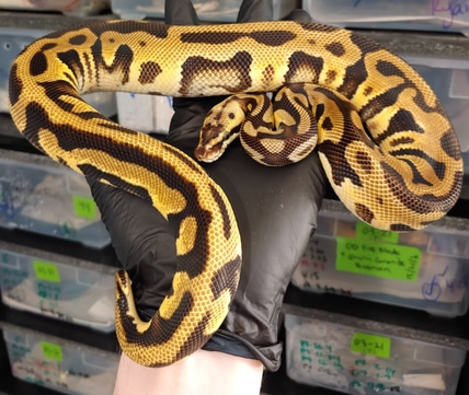 Leopard Spotnose Enchi Blade Het Clown Ball Python by Pacific Northwest ...