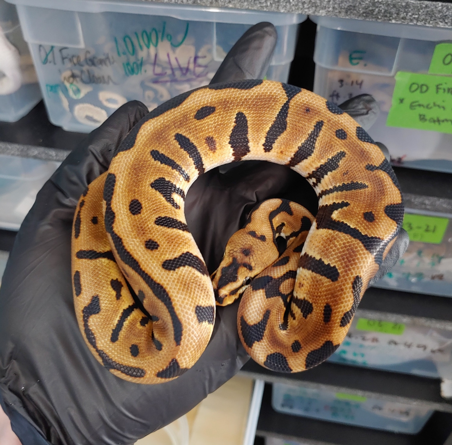 Leopard Spotnose Enchi Blade Het Clown Ball Python by Pacific Northwest ...