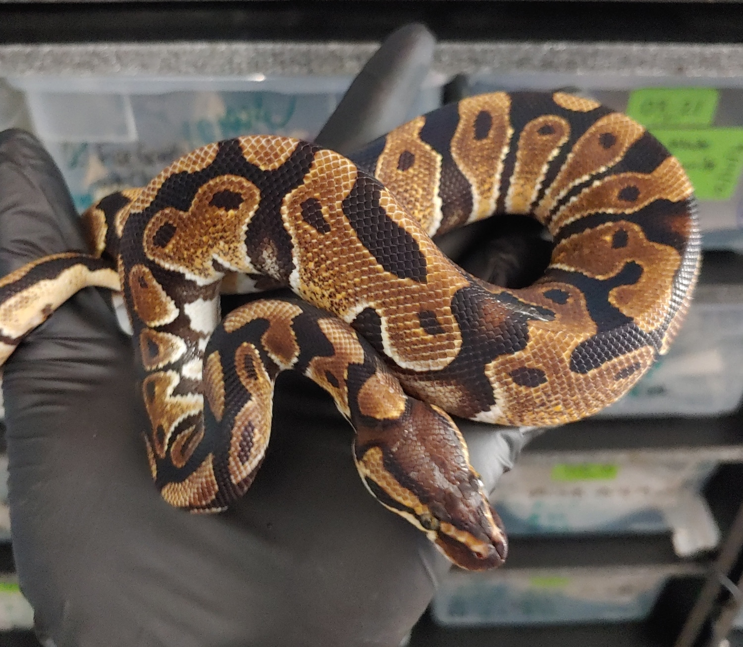 Enchi Het Clown Ball Python by Pacific Northwest Pythons - MorphMarket
