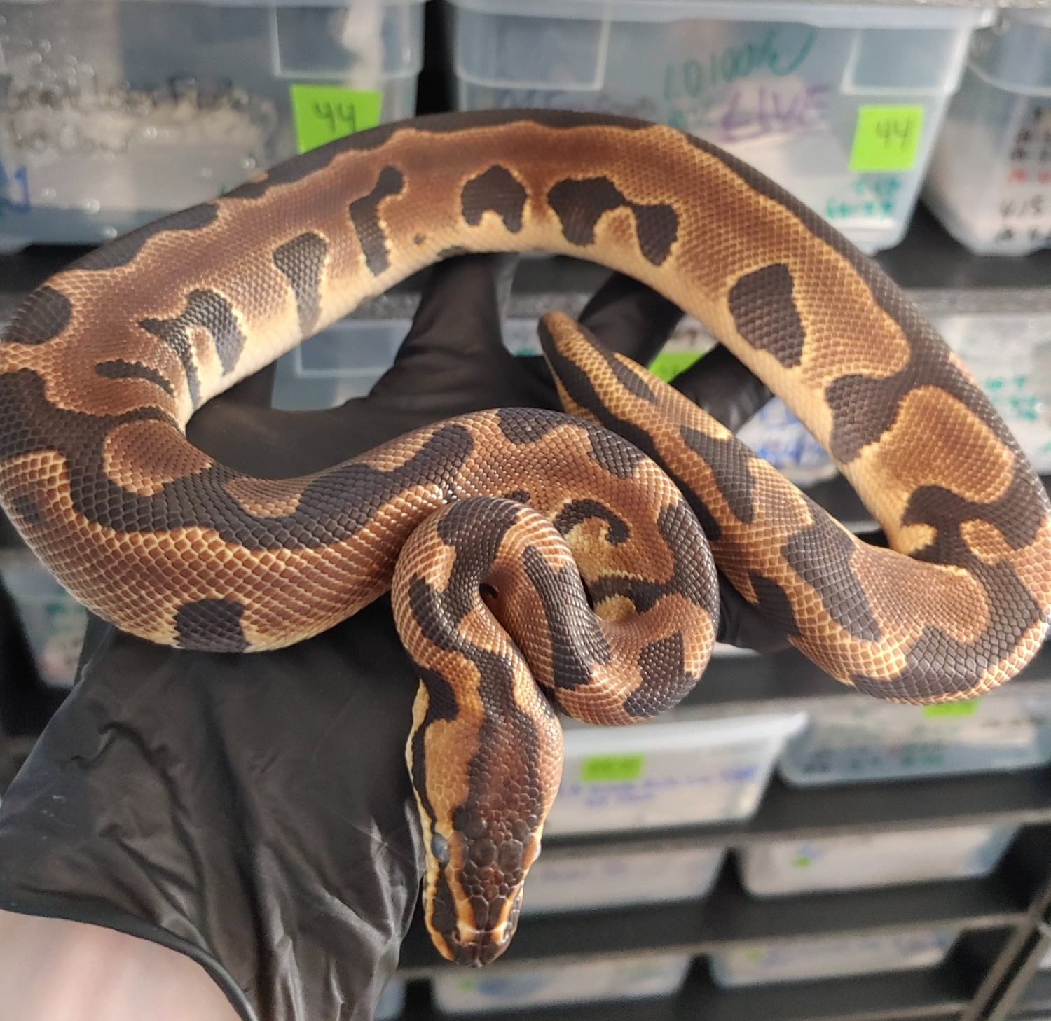 Leopard Enchi Blade Het Clown Ball Python by Pacific Northwest Pythons ...