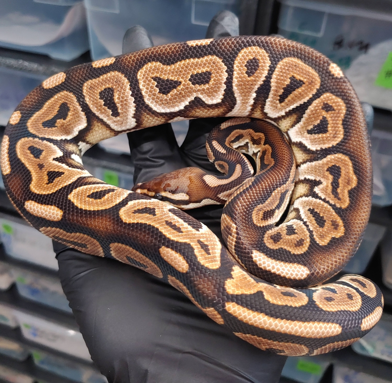 Black Pastel Probable Blade Het Clown Ball Python by Pacific Northwest ...
