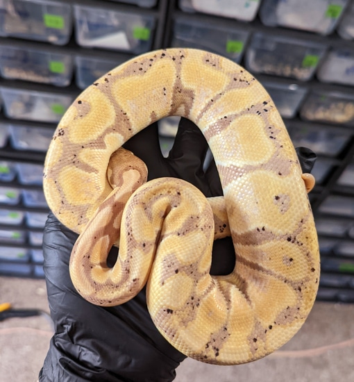 Enchi Coral Glow Ball Python by Pacific Northwest Pythons