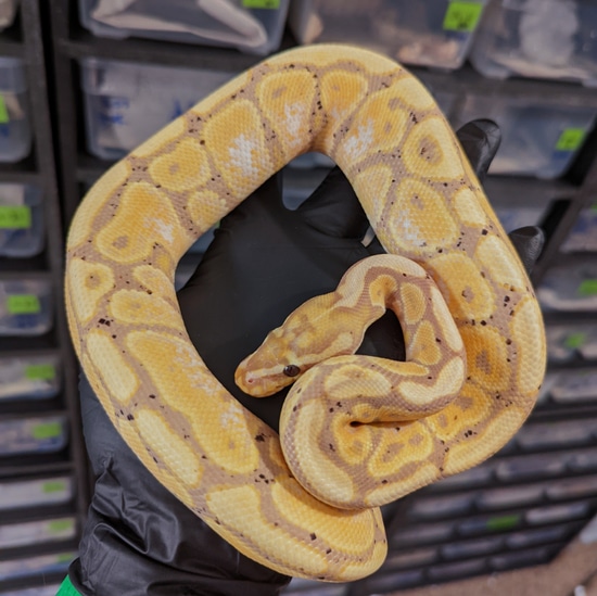 Spotnose Fire Coral Glow Ball Python by Pacific Northwest Pythons