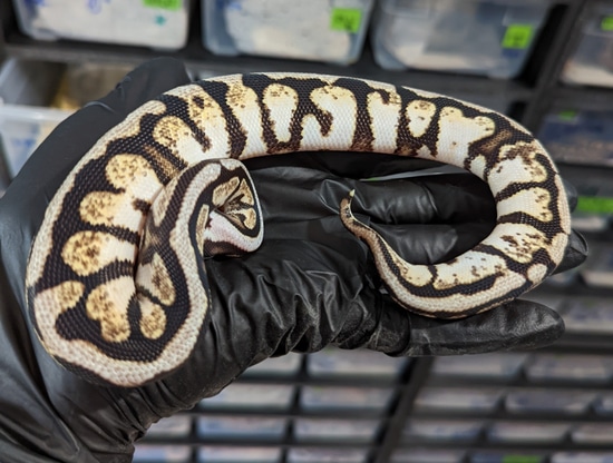 Pastel Sugar Spotnose Ball Python by Pacific Northwest Pythons