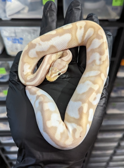 Pastel Sugar Coral Glow Ball Python by Pacific Northwest Pythons