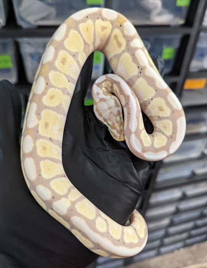 Pastel Spotnose Coral Glow Ball Python by Pacific Northwest Pythons