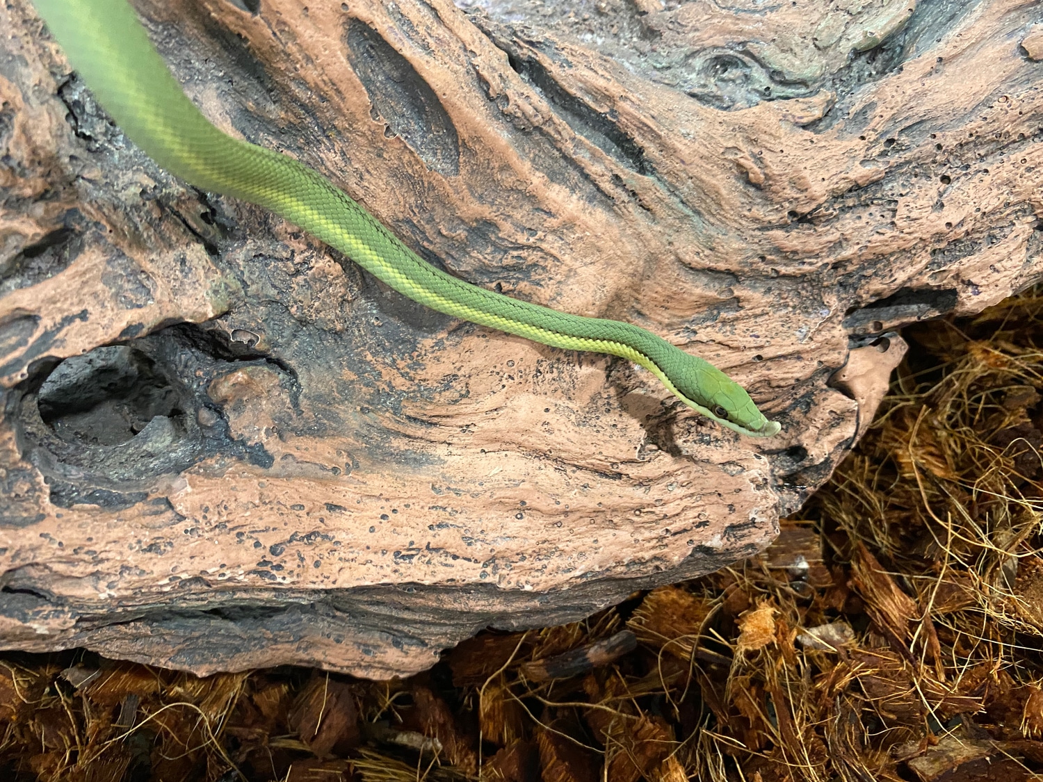 Green Baron's Racer (Philodryas Baroni) More Colubrid by Daniel's ...