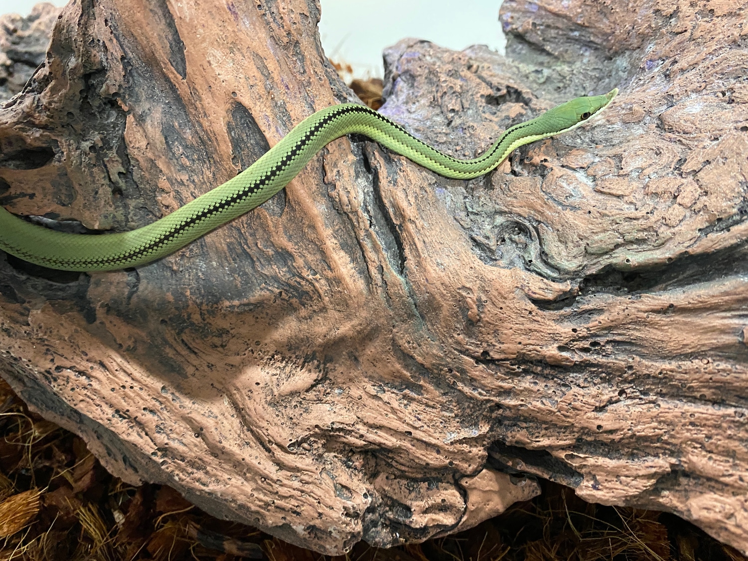 Green Baron's Racer (Philodryas Baroni) More Colubrid by Daniel's ...