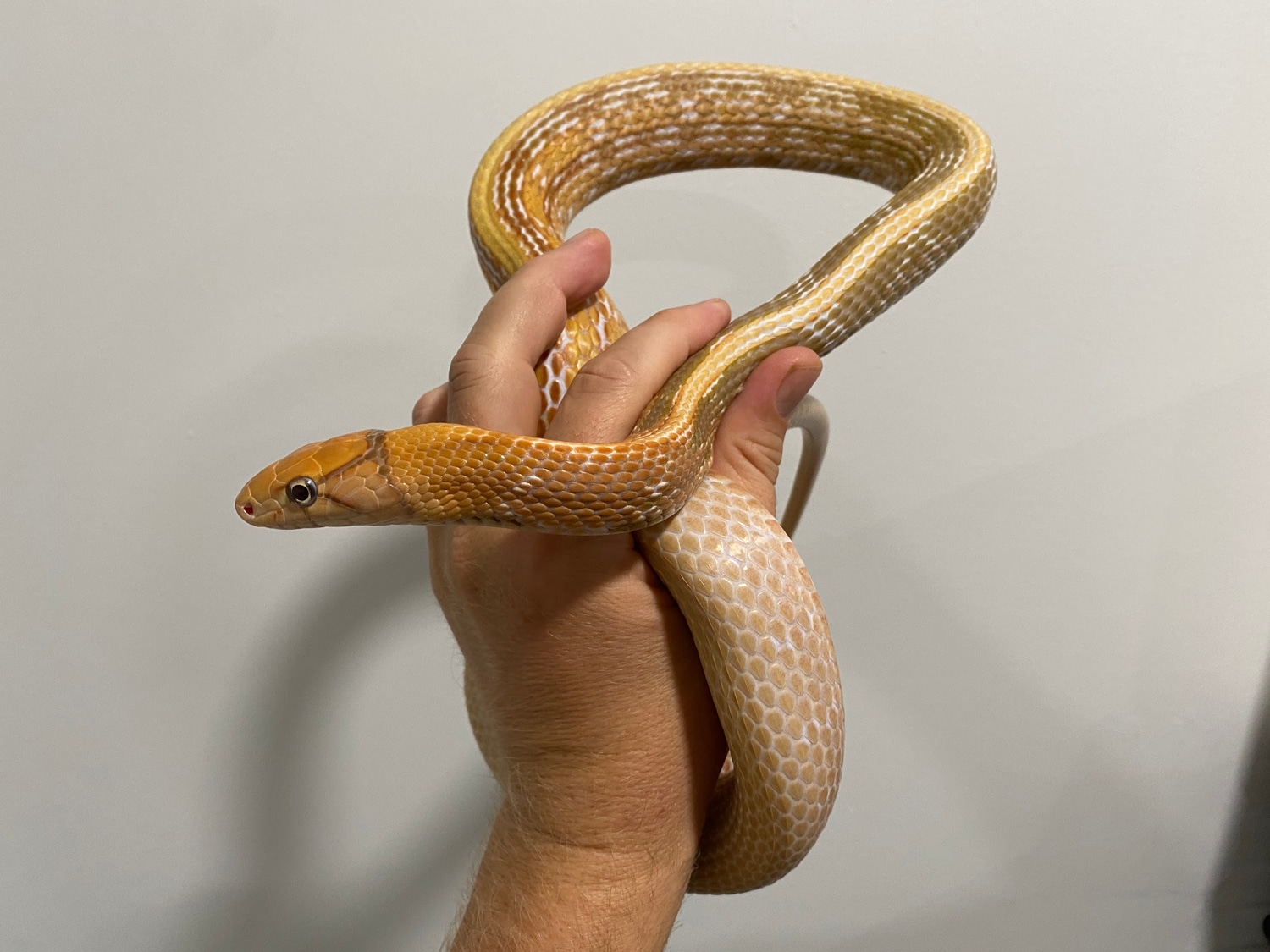 Albino Radiated Ratsnake Other Rat Snake by Daniel's Snakes - MorphMarket