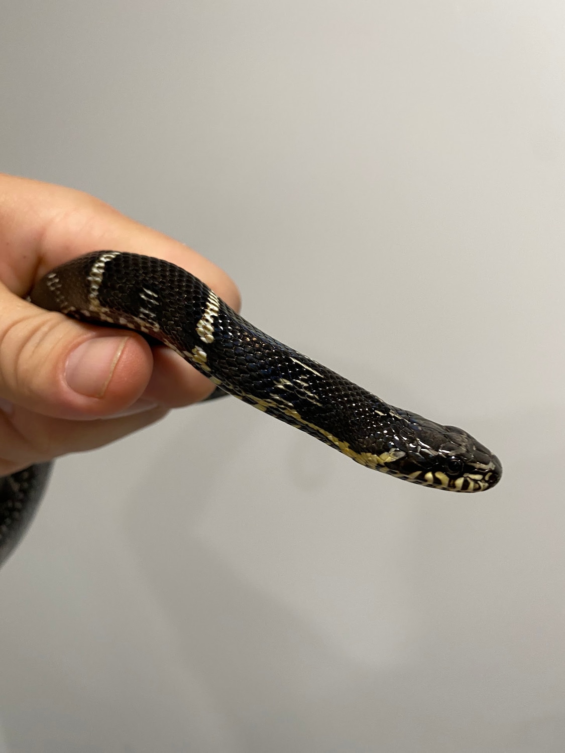 Het Melanistic Russian Rat Snake Other Rat Snake by Daniel's Snakes ...