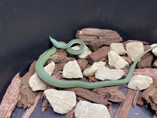 Blue Baron's Racer More Colubrid by Daniel's Snakes