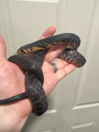 Guerrero Rubidus (Red Tail Indigo) Cribo & Indigo Snakes by Daniel's Snakes