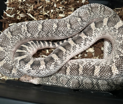 Whiteside Axanthic Het Albino Bullsnake by Daniel's Snakes - MorphMarket